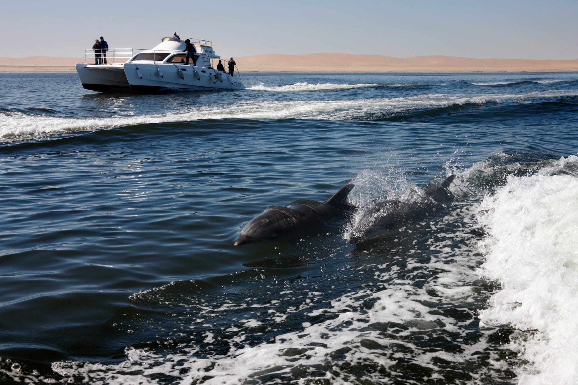 Discover the Best Places to See Dolphins in Port Aransas, Texas: Your ...